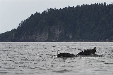 바다에서 헤엄치는 고래 꼬리 고래 꼬리 사진 배경 일러스트 및 사진 무료 다운로드 Pngtree