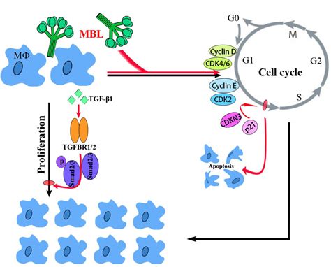 Frontiers Mannose Binding Lectin Suppresses Macrophage Proliferation Through Tgf β1 Signaling
