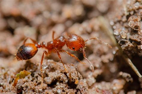 Premium Photo Red Ant Premium Photo Red Ant