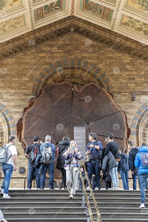 The Slice Of Giant Sequoia Tree In The Natural History Museum In London