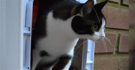 Best Microchip Cat Flaps 2025 Cat About The House