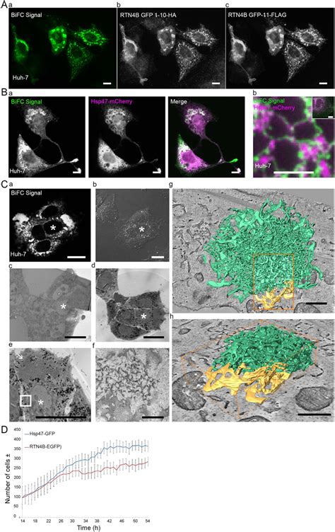 Overexpression Of Locked Nogo B Rtn4b Dimers Induces Strong Er Download Scientific Diagram