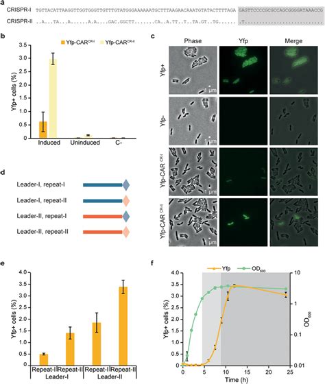 Quantification Of Adaptation Using Yfp Car A Alignment Of The