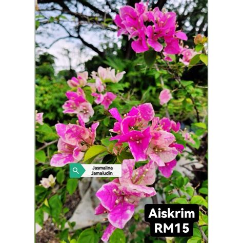 Bunga Kertas Bougainvillea Aiskrim Shopee Malaysia