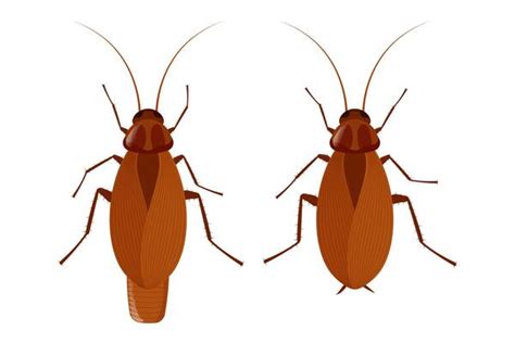 Cockroach Vector Art Icons And Graphics For Free Download