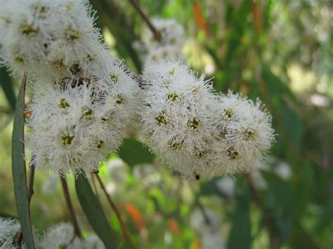 Eucalyptus Narrow Leaved Peppermint Gum 8 Pot Hello Hello Plants