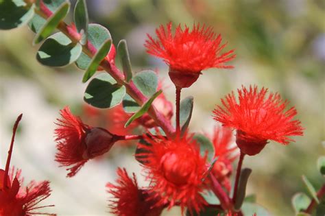 Susana Healthtalk Australia