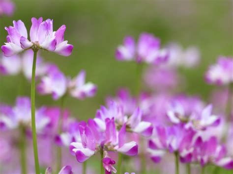 Astragalus Membranaceous Astragalus Comes From The Root Of A Perennial