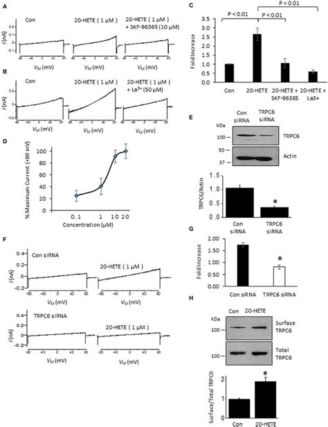 Currents Activated By 20 Hete In Cultured Podocytes A Examples Of