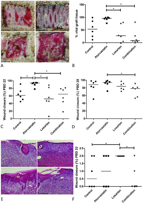Graft Take And Re Epithelialization Fourteen Days After Infliction Of Download Scientific