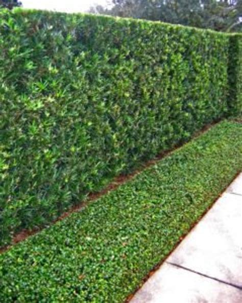 Podocarpus Hedge