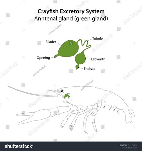 Crayfish Excretory System Anntenal Gland Green Stock Illustration