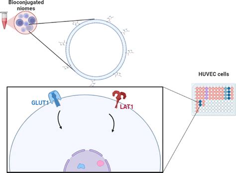 Construction Of Bio Conjugated Nano Vesicles Using Non Ionic