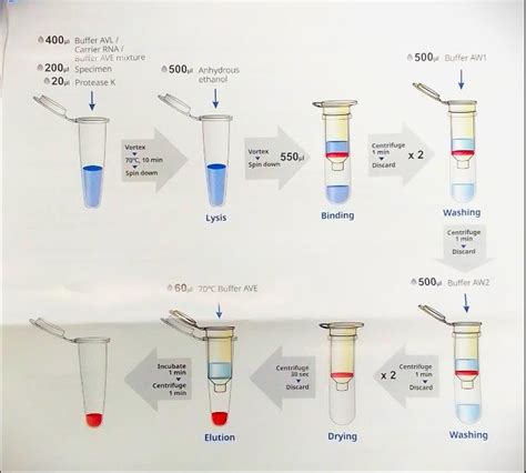 The Main Dna Extraction Steps According To Supplier Download