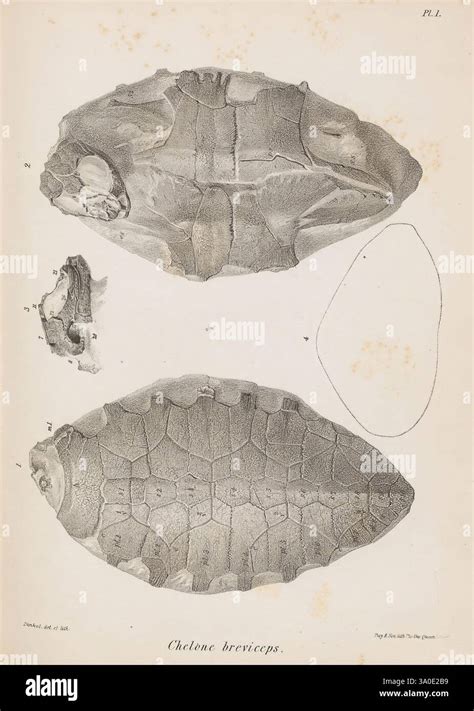 A History Of British Fossil Reptiles London Cassell And Company Limited 1849 1884 Great