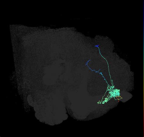Mushroom Body Output Neuron 17 Fbbt00111064 Virtual Fly Brain