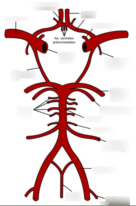 Circulus Van Willis 3 Diagram Quizlet
