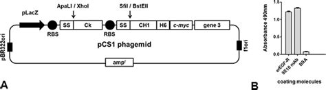Phage Display Of Fab Fragments Derived From Nimotuzumab Pcs1 Phagemid