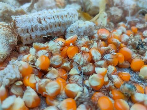 dry corn kernels background close up top view chicken feed from