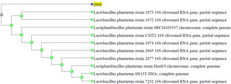 analytic phylogenetic tree with mega application download scientific
