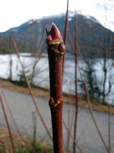 Trying Out Twig Tracking — North Cascades Institute