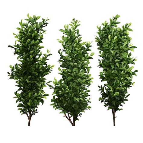 Premium Ai Image A Set Of Cotoneaster Hedges Pruned Into Zigzag