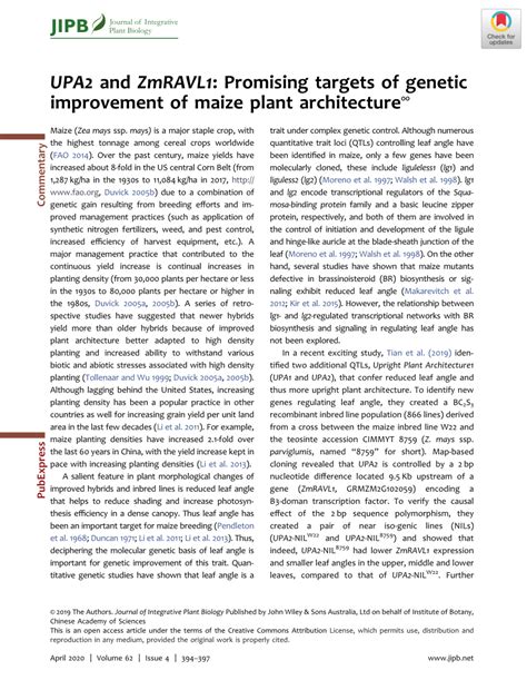 Pdf Upa2 And Zmravl1 Promising Targets Of Genetic Improvement Of Maize Plant Architecture