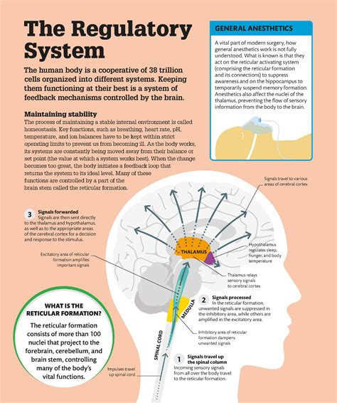 The Regulatory System Converted The Regulatory System The Human Body Is A Cooperative Of 38