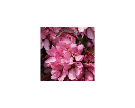 Raspberry Spear Flwg Crabapple