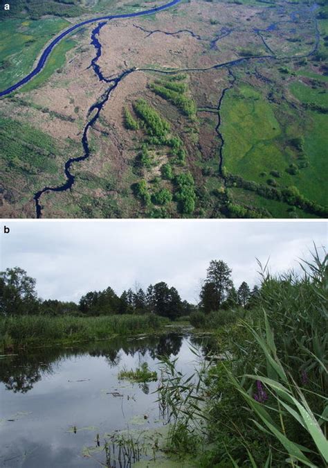 A Overview Of The Restoration Site At The Narew River Bielenko Bside Download Scientific