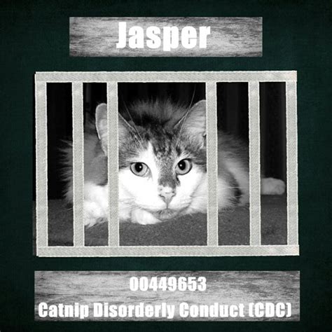 can catnip make your cat aggressive michael broad