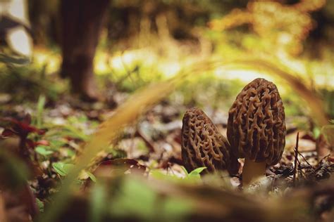 Morel Foraging Sun Valley Magazine