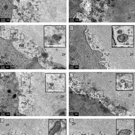 Experimental Design Of Trogocytosis And Exosome Models With Wt Oocytes