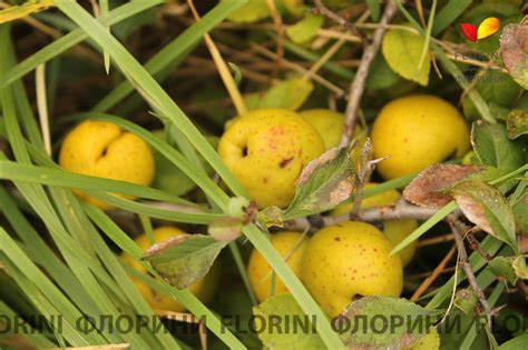 Купить Айва японская Chaenomeles japonica - в питомнике Флорини
