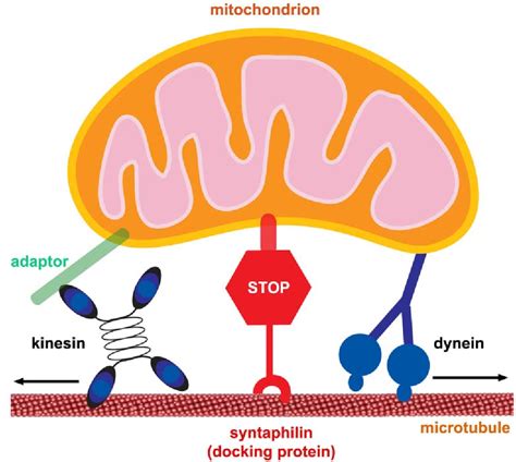 Figure 1 From Molecular Motors And Synaptic Assembly Semantic Scholar