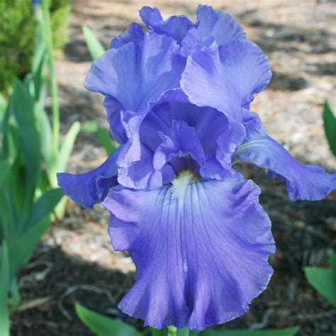 Iris His Royal Highness 1 Greenwood Creek Nursery