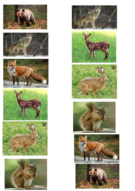 Νηπιαγωγειο διαδραστικες δραστηριοτητες ζωα Worksheet Live Worksheets