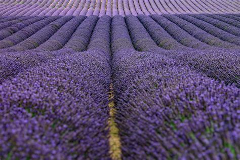 Valensole Provence France Photograph By Joana Kruse Fine Art America