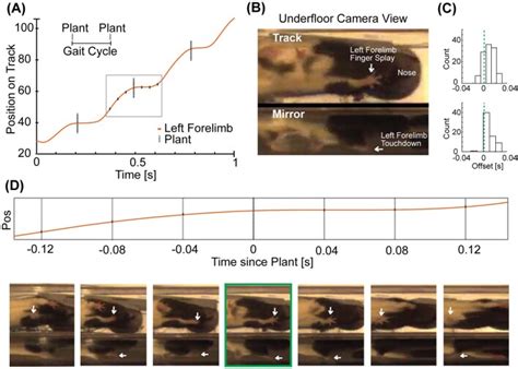 Dynamic Synchronization Between Hippocampal Representations And Stepping Pmc