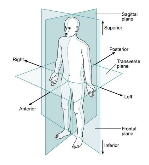 Anatomic Terminology Diagram Quizlet