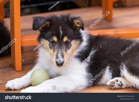 Rough Tri Color Collie Puppies