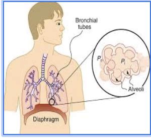 Epithelial Tissue A P Lab Practical Lot Flashcards Quizlet