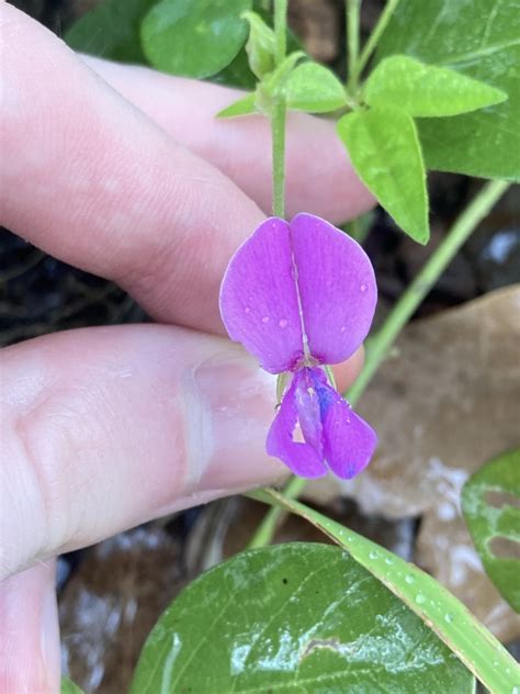 Slender Flowered Milkpea From Kakadu Nt 0822 Australia On December 9