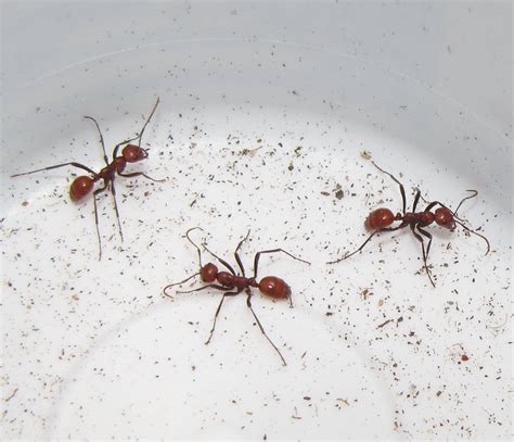 Bug Eric Raid Of The Slave Makers