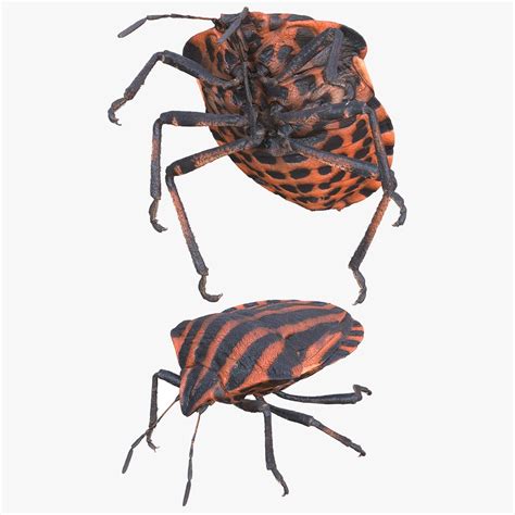 Beetle Graphosoma Bug Anatomy Insect 3d Model Turbosquid 2381413