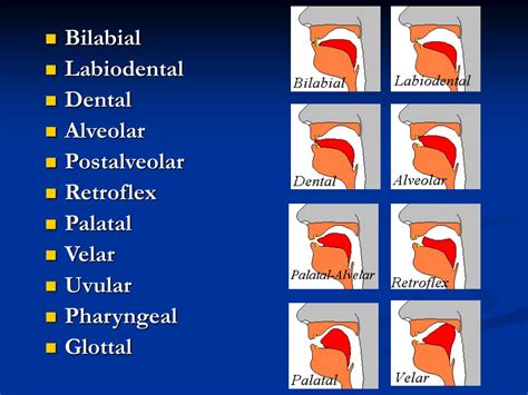 Ppt Chapter Two Speech Sounds Powerpoint Presentation Free Download