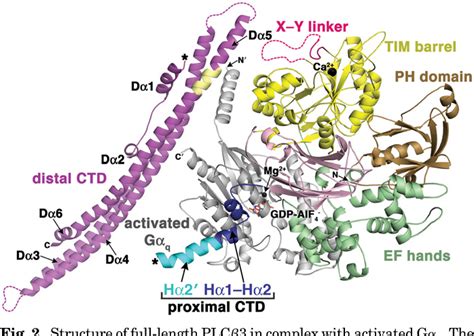 Figure 2 From Structural Insights Into Phospholipase C β Function
