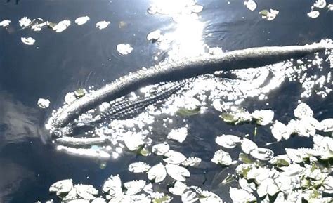 Alligator Seen Dragging Enormous Python Stuns Tour Guides In Floridas