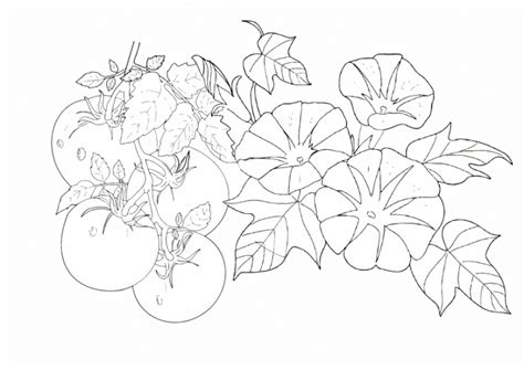 トマトとアサガオ｜高齢者用塗り絵無料プリント ぬり絵の力