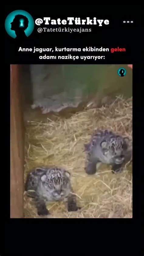 Jaguarlar Panthera Onca Güney Ve Orta Amerikanın Ormanlık Ve Sulak Alanlarında Yaşayan